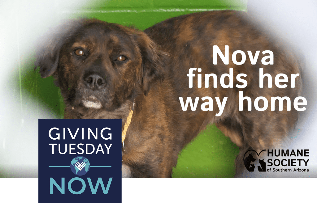Nova is reunited with her family! | Humane Society of Southern Arizona