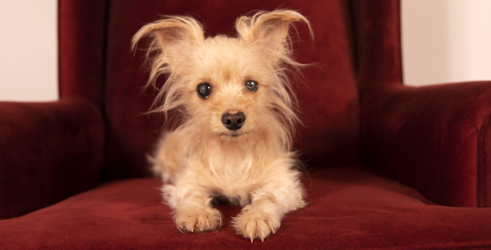 Meet Darling | Humane Society of Southern Arizona