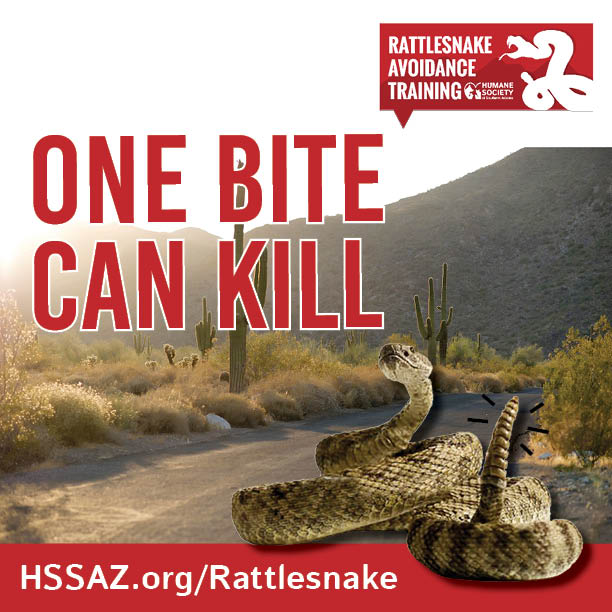 Rattle Snake Avoidance | Humane Society of Southern Arizona