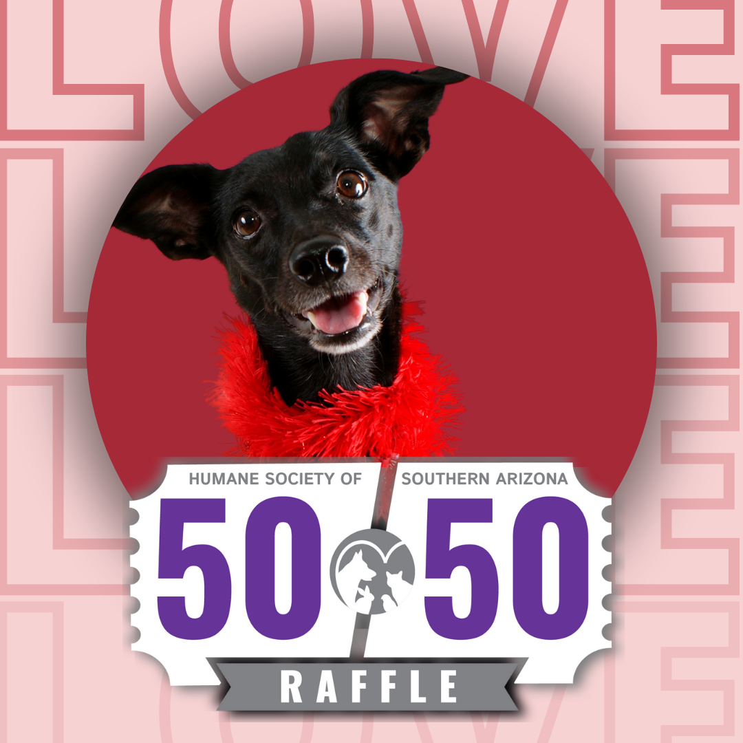 Featured Pets Shadow and Usher | Humane Society of Southern Arizona
