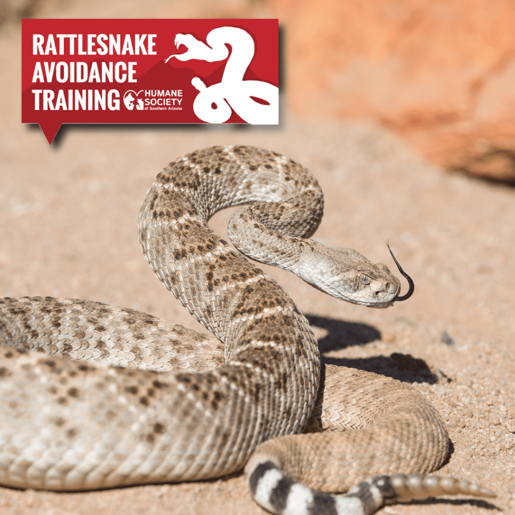 Rattlesnake Avoidance Training | Humane Society of Southern Arizona